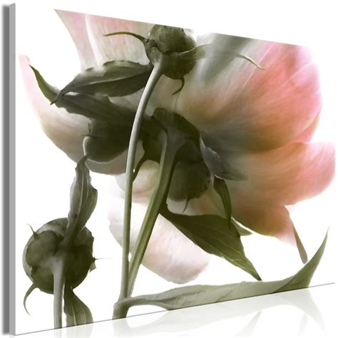 Tavla Pionens Elegans 1 Del Blomstrande Och Delikat Natur Av