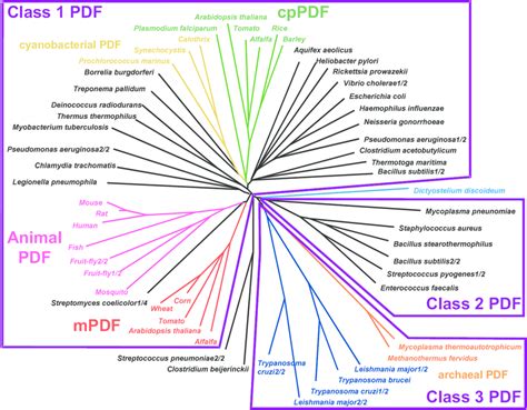 a phylogenetic tree for pdf reveals three distinct classes download scientific diagram