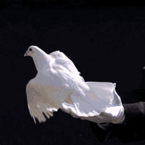Peace Dove Peace Dove Flying Discover Share GIFs