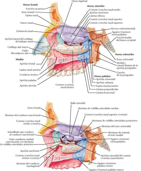 Región Nasal Enfermería