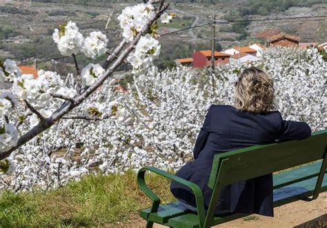 Extremadura Cerezo en Flor 2024 Cuándo ver la floración de los