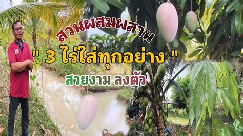 สวนเกษตรผสมผสาน พอคำ ขนทอง 3 ไรใสทกอยาง สวยงาม ลงตว ทำสำเรจสวน