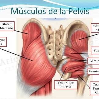 Musculos Pelvitrocantereos