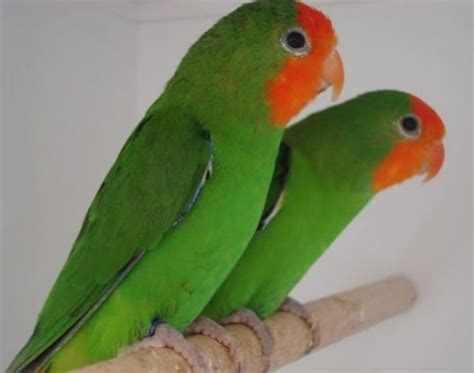 Lovebird Penjelasan Klasifikasi Dan Jenisnya