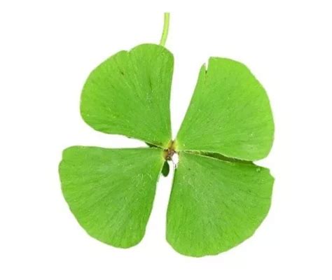 Sementes Trevo De Folhas Verde Parcelamento Sem Juros