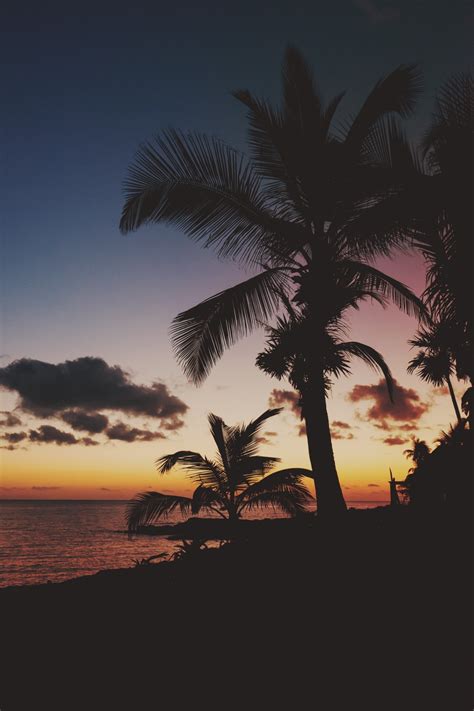 Free Images Tree Horizon Silhouette Sunrise Sunset Sunlight