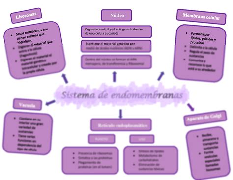 Mapa Conceptual Del Sistema Endomembranoso Schemi E Mappe Concettuali