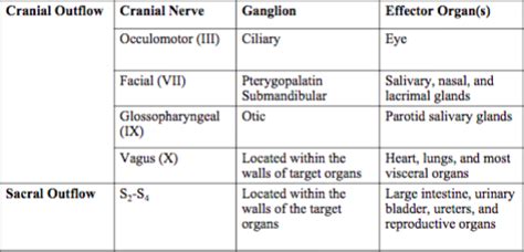 Kaap Chapter Autonomic Nervous System Flashcards Quizlet