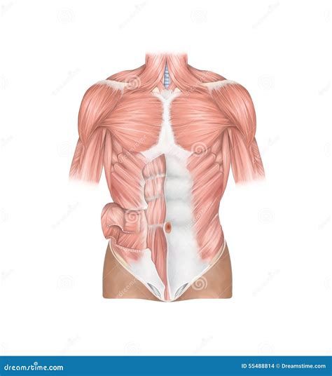Abdominal Cavity Muscles