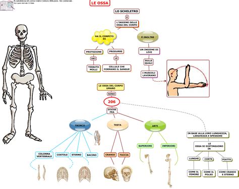 Classe Quinta Scienze L Apparato Locomotore Schede Didattiche Artofit