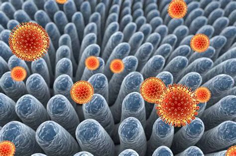 Perbedaan Rotavirus Dan Norovirus Yang Penting Dipahami