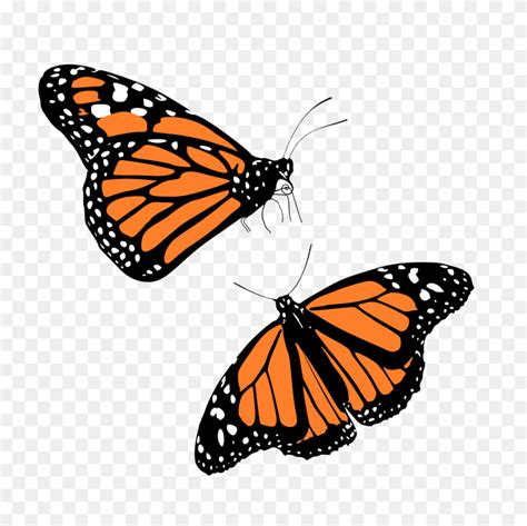Im Genes Predise Adas De Monarca Im Genes Predise Adas De Mariposas