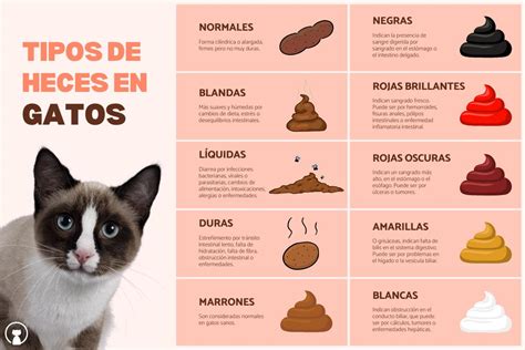 Tipos De Heces En Gatos Y Su Significado Fotos