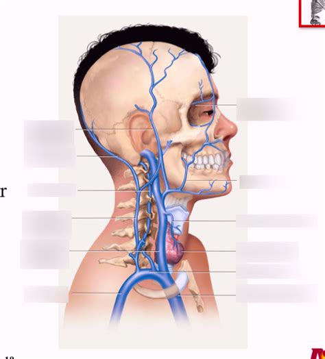 Veins Of The Head And Neck Diagram Quizlet