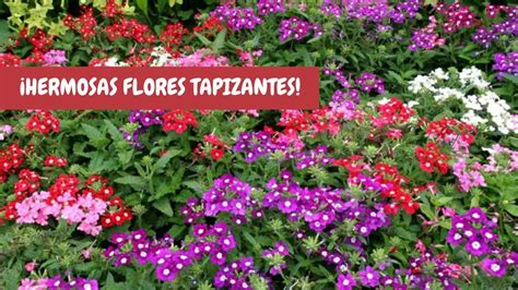 Alfombrilla Planta Cuidados Verbena De Ornato Hermosas Flores