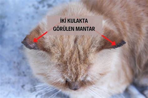 Kedilerde Kulak Mantar Sebepleri Ve Tedavisi Miyavliyo
