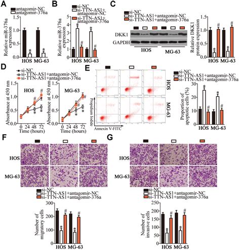 Long Noncoding Rna Ttn As Enhances The Malignant Characteristics Of