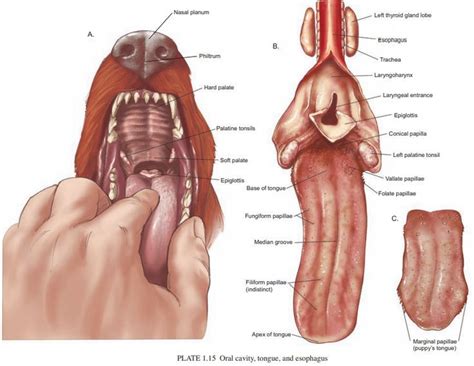 15 Oral Cavity Tongue Esophagus Vet Medicine Vet Tech School Vet