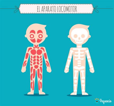 El aparato locomotor partes y funciones con IMÁGENES Pequeocio