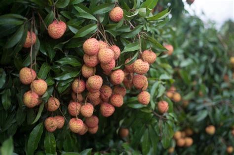 Lychee Genome Tells Colorful Story About Colorful Tropical Fruit