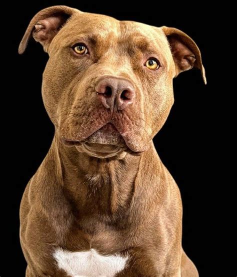 Pin Di Susi Su Hunde W Lfe Nel Opere D Arte Arte Opera