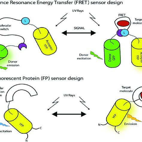 PDF Monitoring Nicotinamide Adenine Dinucleotide And Its