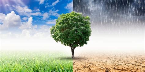 Cambiamento Climatico Cause Conseguenze Rimedi Studia Rapido