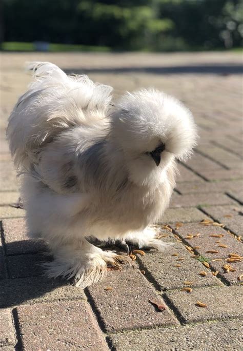 Silkie Chicken Facts Information And Pictures By Pets Planet