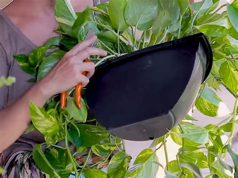 Passo A Passo Para Fazer Um Jardim Vertical Minhas Plantas