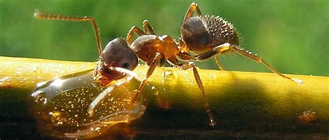 Explorando El Fascinante Mundo De Las Hormigas De Miel De Mieles Y