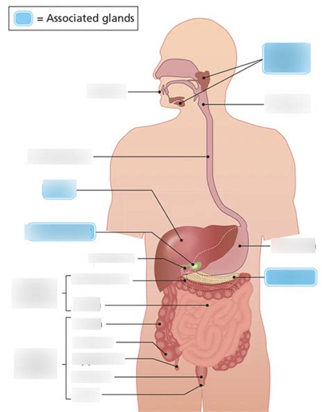 Biology The Digestive System Diagram Quizlet