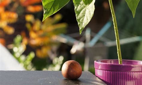 Chiendent Au Jardin Astuces Pour S En D Barrasser