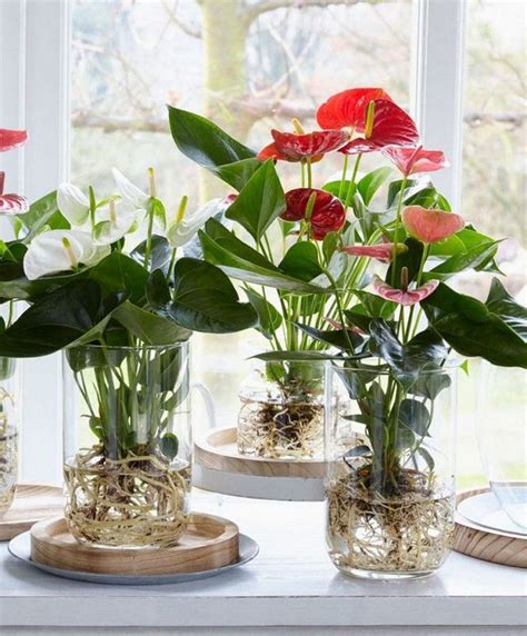 16 plantes d intérieur étonnantes qui poussent dans l eau Jardin de