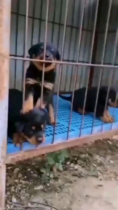 𝕾𝖊𝖉𝖆𝖙𝕾𝖆𝖛𝖆ş adlı kullanıcının Cute animals panosundaki Pin Doğa