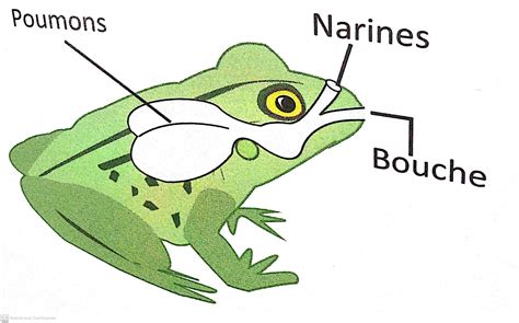 la respiration des êtres vivantes