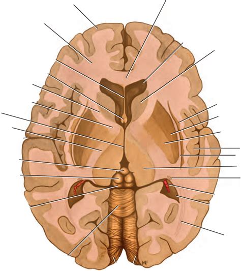 Diagrama de Configuración interna del cerebro Quizlet