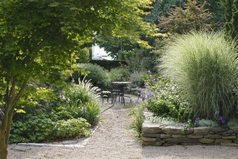 A Single Clump Of Tall Grasses Miscanthus Sinensis Morning Light