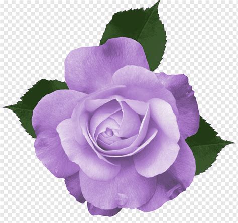 Ilustração de rosa roxa rosa roxa linda rosa lilás pintura em