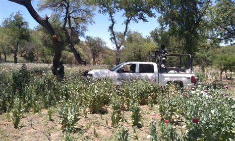 GN erradica plantíos de marihuana y amapola en Ímuris Sonora