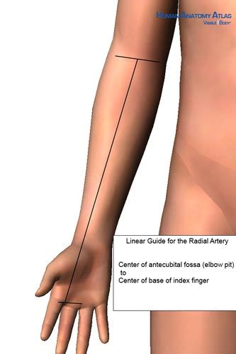 Anatomy Exam Flashcards Quizlet