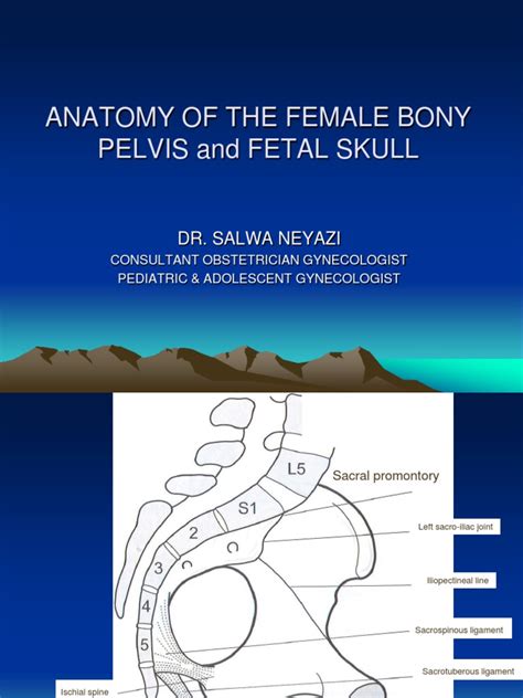 PDF Anatomy Of The Female Bony Pelvis And Fetal DOKUMEN TIPS