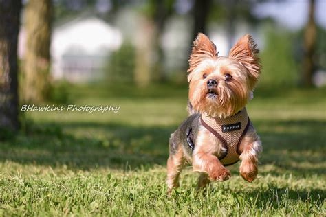 El Cachorro De Yorkshire Terrier Educación Y Entrenamiento