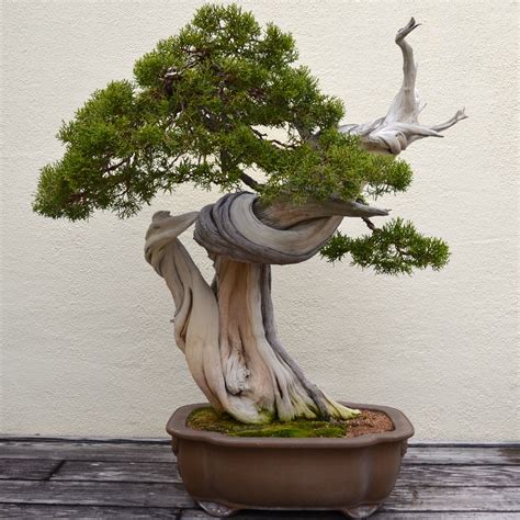 Great How To Care For Juniper Bonsai Tree In The World The Ultimate