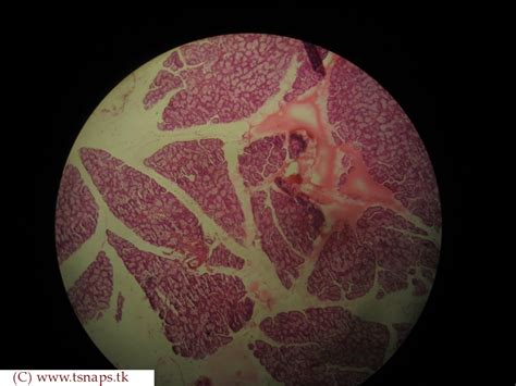 Histology Slides Database Human Parotid Glands Histology
