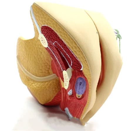 Modelo M Dico De Sistema Reproductor Humano Femenino Modelo Uterino