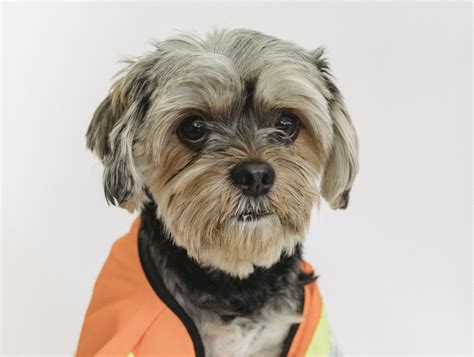 Cuánto cuesta un seguro para perros precios y coberturas Preciator
