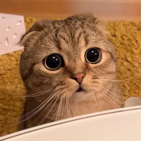 On Twitter RT Cat Auras