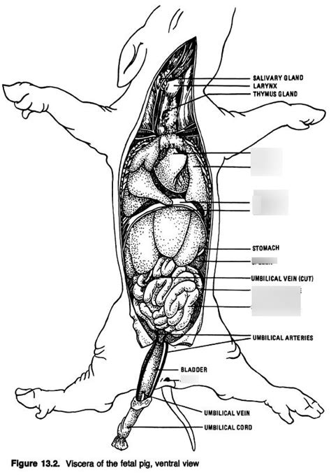 BIOLOGY Final Exam Review FETAL PIG ANATOMY Diagram Quizlet