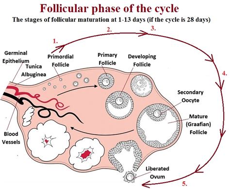 Which Cycle Day Is Ovulation On And How To Calculate It