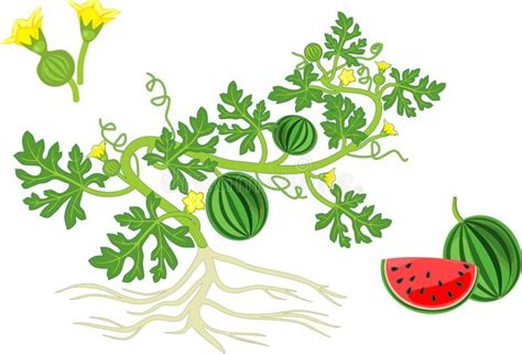 Watermelon Plant With Fruits Flowers Green Leaves And Root System On